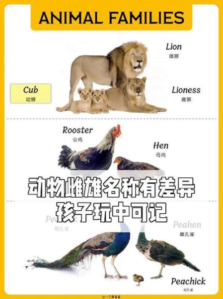 动物大全名称有哪些_动物大全名称怎么记-第3张图片-山城妙识