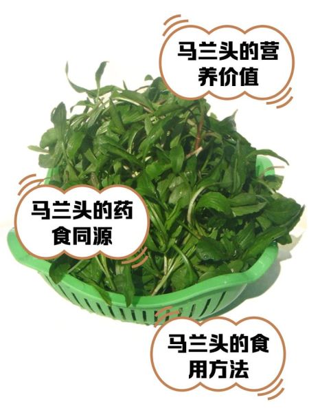 马兰头野菜图片功效_马兰头怎么吃最营养-第1张图片-山城妙识 马兰头野菜图片功效_马兰头怎么吃最营养-第1张图片-山城妙识