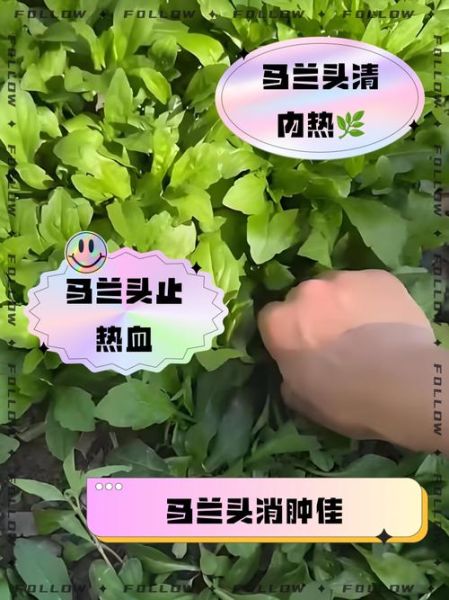 马兰头野菜图片功效_马兰头怎么吃最营养-第3张图片-山城妙识 马兰头野菜图片功效_马兰头怎么吃最营养-第3张图片-山城妙识