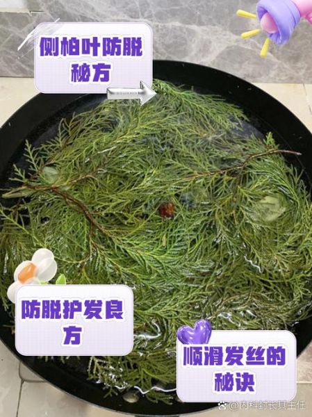 侧柏叶洗头有什么好处_侧柏叶洗头多久见效-第1张图片-山城妙识