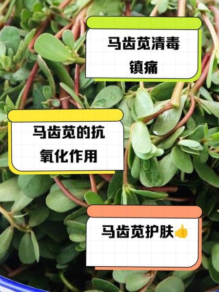马齿苋治疗皮肤病有效吗_马齿苋能治哪些皮肤病-第1张图片-山城妙识 马齿苋治疗皮肤病有效吗_马齿苋能治哪些皮肤病-第1张图片-山城妙识