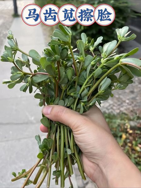 马齿苋治疗皮肤病有效吗_马齿苋能治哪些皮肤病-第2张图片-山城妙识 马齿苋治疗皮肤病有效吗_马齿苋能治哪些皮肤病-第2张图片-山城妙识