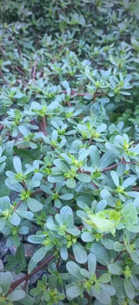 马齿苋治疗皮肤病有效吗_马齿苋能治哪些皮肤病-第3张图片-山城妙识 马齿苋治疗皮肤病有效吗_马齿苋能治哪些皮肤病-第3张图片-山城妙识