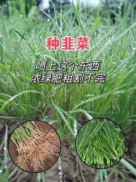 韭菜怎么种才能长得粗_韭菜种植管理技术-第1张图片-山城妙识