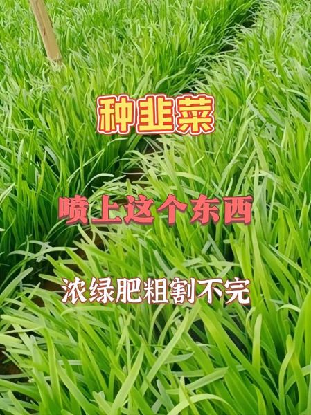 韭菜怎么种才能长得粗_韭菜种植管理技术-第2张图片-山城妙识
