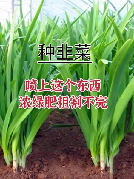 韭菜怎么种才能长得粗_韭菜种植管理技术-第3张图片-山城妙识