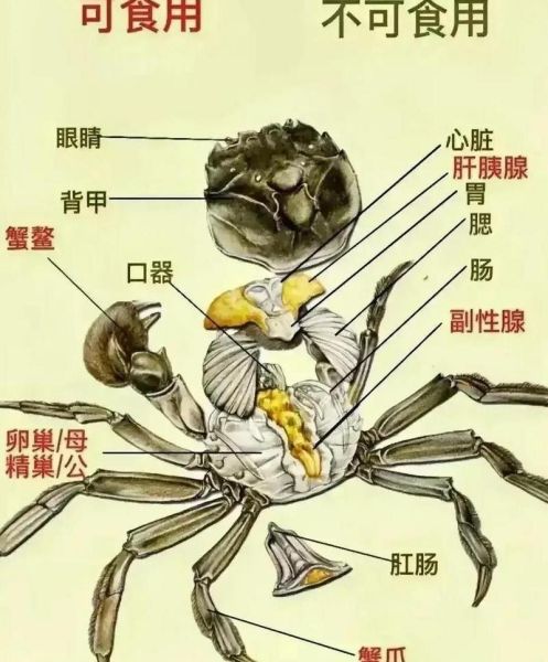 螃蟹哪些部位不能吃_图解详解-第1张图片-山城妙识 螃蟹哪些部位不能吃_图解详解-第1张图片-山城妙识