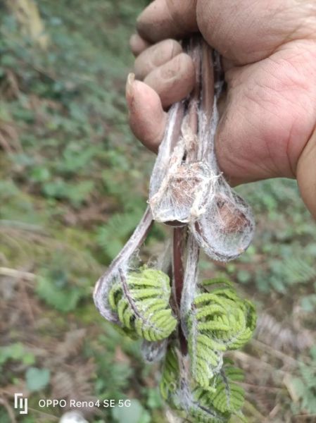 野生蕨菜图片_如何识别可食用品种-第2张图片-山城妙识