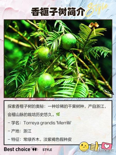 香榧树苗多少钱一棵_香榧苗价格行情-第2张图片-山城妙识