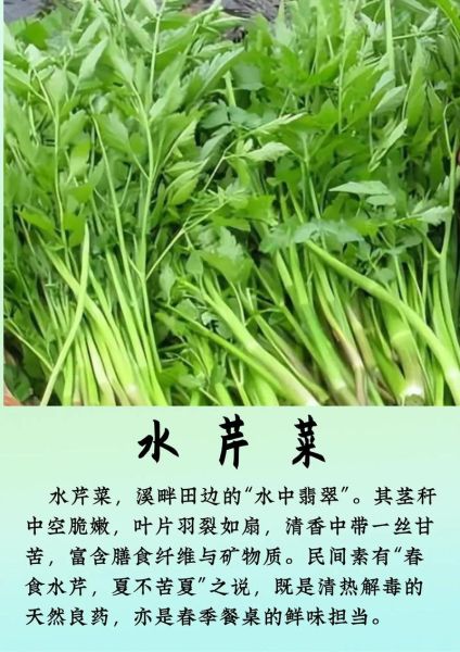 野生水芹菜图片_如何辨别真假-第2张图片-山城妙识 野生水芹菜图片_如何辨别真假-第2张图片-山城妙识