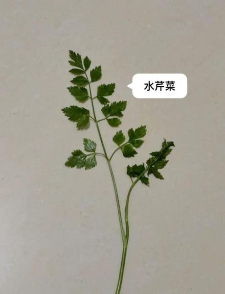 野生水芹菜图片_如何辨别真假-第1张图片-山城妙识 野生水芹菜图片_如何辨别真假-第1张图片-山城妙识