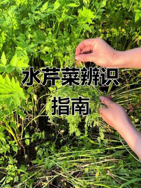 野生水芹菜图片_如何辨别真假-第3张图片-山城妙识 野生水芹菜图片_如何辨别真假-第3张图片-山城妙识