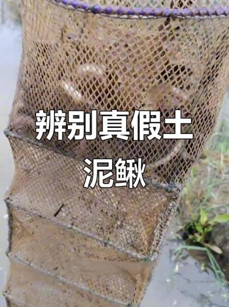 泥鳅养殖技术是骗局吗_泥鳅养殖骗局揭秘-第1张图片-山城妙识