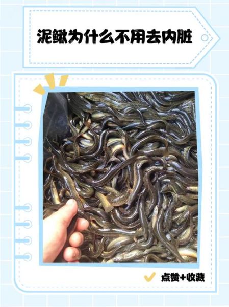 泥鳅养殖技术是骗局吗_泥鳅养殖骗局揭秘-第3张图片-山城妙识