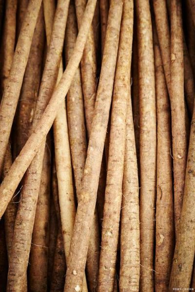 牛蒡根长什么样_牛蒡根图片特征-第1张图片-山城妙识 牛蒡根长什么样_牛蒡根图片特征-第1张图片-山城妙识