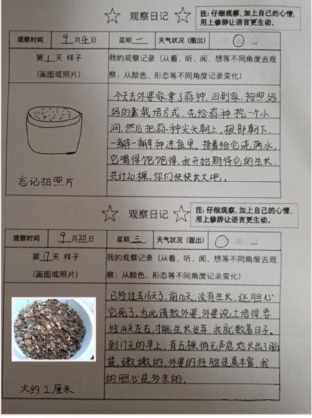 种蒜苗观察日记怎么写_蒜苗几天能发芽-第2张图片-山城妙识