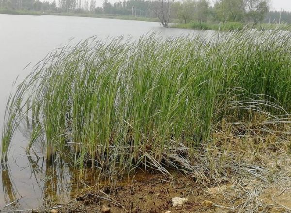 蒲笋是蒲草的什么部位_蒲笋和蒲菜区别在哪-第1张图片-山城妙识