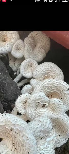 平菇栽培技术要点_平菇出菇管理常见问题-第2张图片-山城妙识