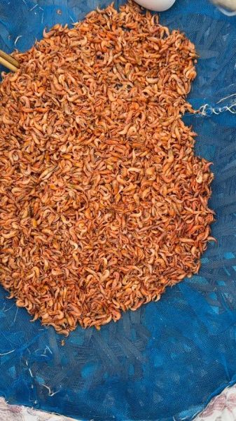 虾米是什么意思_虾米是什么东西-第3张图片-山城妙识 虾米是什么意思_虾米是什么东西-第3张图片-山城妙识