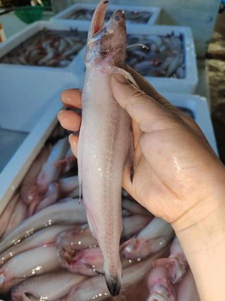 豆腐鱼多少钱一斤_豆腐鱼价格行情-第1张图片-山城妙识 豆腐鱼多少钱一斤_豆腐鱼价格行情-第1张图片-山城妙识