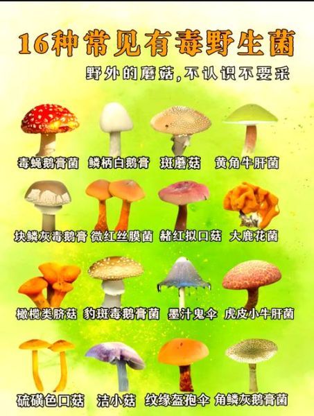 常见可食用蘑菇有哪些_如何区分有毒与无毒蘑菇-第2张图片-山城妙识