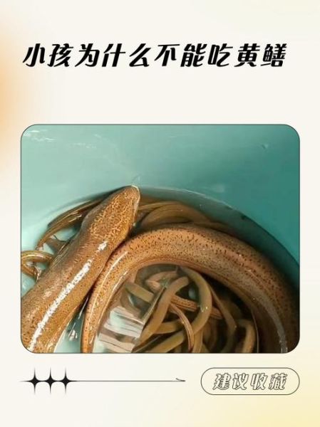 哪些人不宜吃黄鳝_黄鳝禁忌人群有哪些-第3张图片-山城妙识 哪些人不宜吃黄鳝_黄鳝禁忌人群有哪些-第3张图片-山城妙识