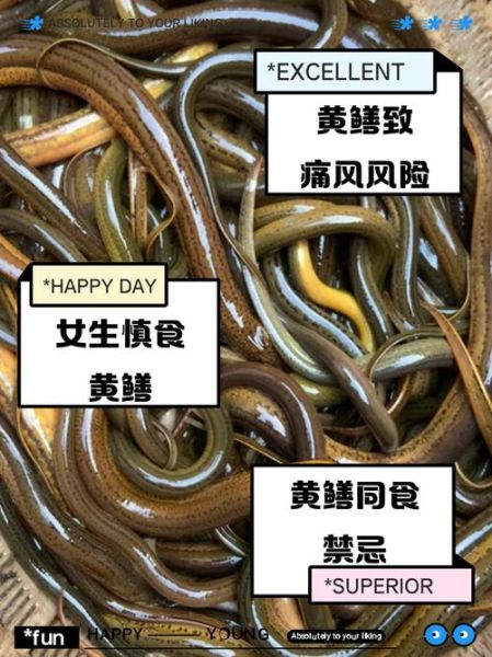 哪些人不宜吃黄鳝_黄鳝禁忌人群有哪些-第2张图片-山城妙识 哪些人不宜吃黄鳝_黄鳝禁忌人群有哪些-第2张图片-山城妙识