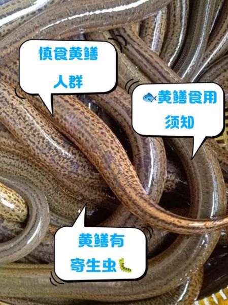 哪些人不宜吃黄鳝_黄鳝禁忌人群有哪些-第1张图片-山城妙识 哪些人不宜吃黄鳝_黄鳝禁忌人群有哪些-第1张图片-山城妙识