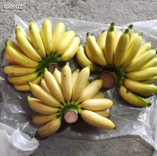 皇帝蕉多少钱一斤_皇帝蕉价格行情-第1张图片-山城妙识