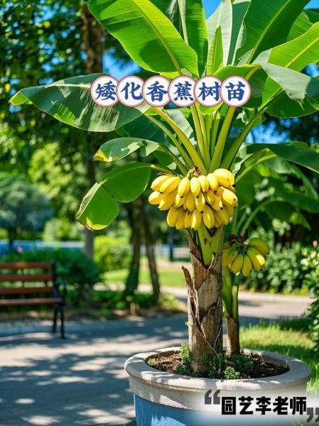 皇帝蕉多少钱一斤_皇帝蕉价格行情-第3张图片-山城妙识