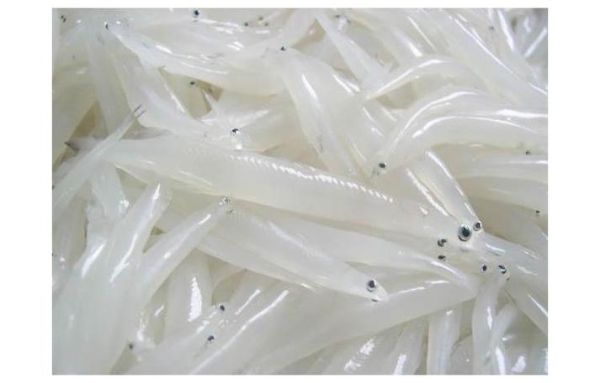 巢湖银鱼图片_如何辨别真假巢湖银鱼-第1张图片-山城妙识