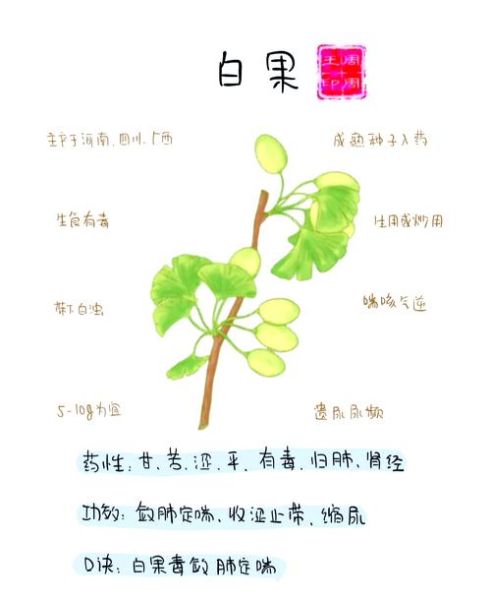 吃白果有什么好处吗_白果的功效与禁忌-第1张图片-山城妙识 吃白果有什么好处吗_白果的功效与禁忌-第1张图片-山城妙识