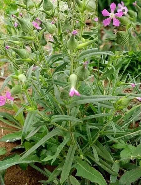 面条菜和麦瓶草区别_面条菜怎么做好吃-第2张图片-山城妙识