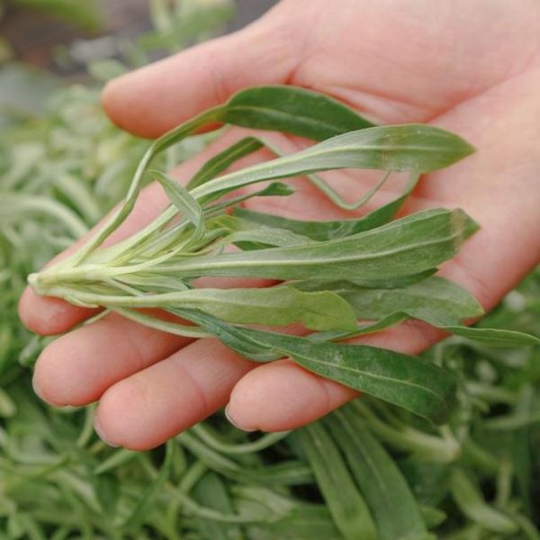 面条菜和麦瓶草区别_面条菜怎么做好吃-第1张图片-山城妙识