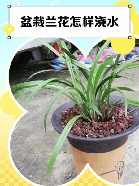 兰花怎么养_兰花多久浇一次水-第3张图片-山城妙识