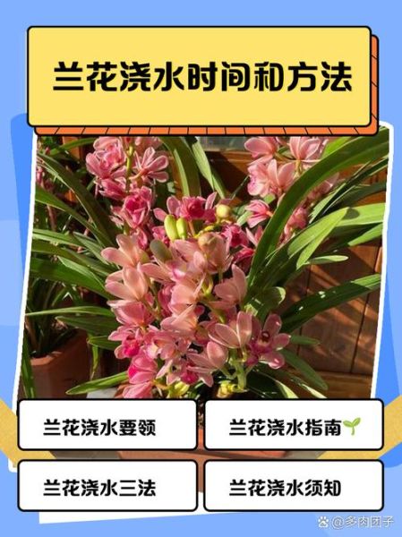 兰花怎么养_兰花多久浇一次水-第1张图片-山城妙识