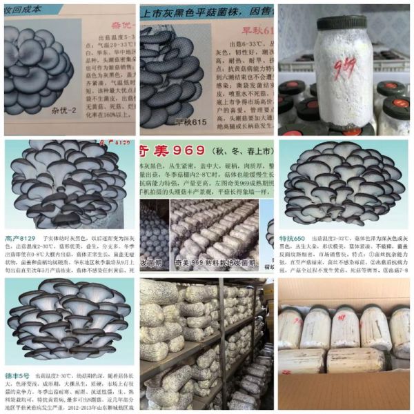 平菇栽培料怎么配_平菇培养料配方比例-第1张图片-山城妙识 平菇栽培料怎么配_平菇培养料配方比例-第1张图片-山城妙识