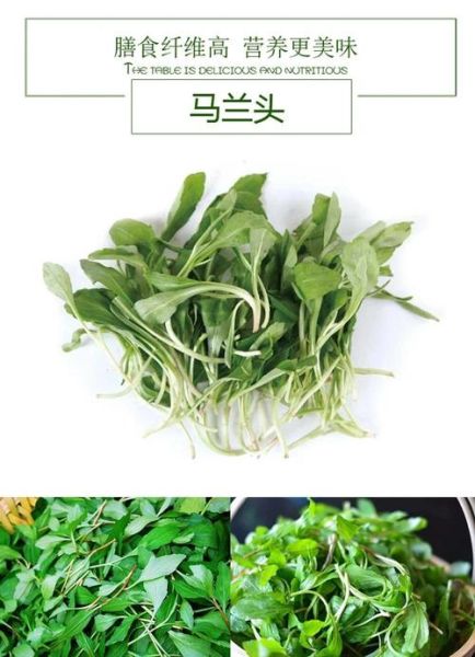 马兰头品种图片_如何区分马兰头品种-第1张图片-山城妙识 马兰头品种图片_如何区分马兰头品种-第1张图片-山城妙识