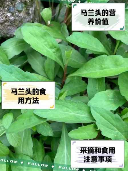 马兰头品种图片_如何区分马兰头品种-第2张图片-山城妙识 马兰头品种图片_如何区分马兰头品种-第2张图片-山城妙识