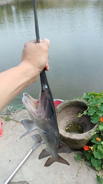 鸭嘴鲟图片_鸭嘴鲟长什么样-第1张图片-山城妙识 鸭嘴鲟图片_鸭嘴鲟长什么样-第1张图片-山城妙识