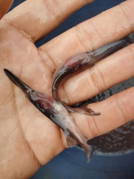 鸭嘴鲟图片_鸭嘴鲟长什么样-第2张图片-山城妙识 鸭嘴鲟图片_鸭嘴鲟长什么样-第2张图片-山城妙识