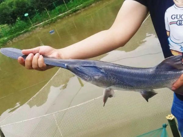 鸭嘴鲟图片_鸭嘴鲟长什么样-第3张图片-山城妙识 鸭嘴鲟图片_鸭嘴鲟长什么样-第3张图片-山城妙识