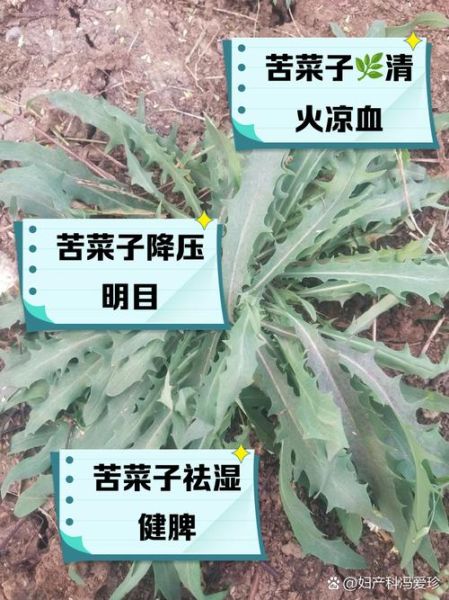 苦苦菜的功效与作用_苦苦菜怎么吃效果最好-第1张图片-山城妙识