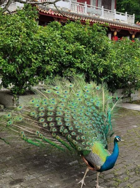 孔雀开屏歇后语下一句是什么_孔雀开屏的寓意-第1张图片-山城妙识