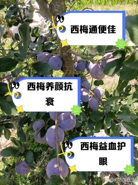 西梅的营养价值与功效_西梅的作用有哪些-第1张图片-山城妙识