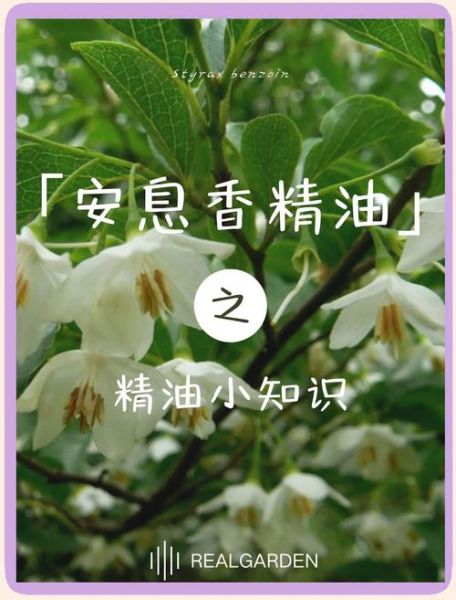 安息香精油的功效与作用_安息香精油怎么用-第3张图片-山城妙识 安息香精油的功效与作用_安息香精油怎么用-第3张图片-山城妙识