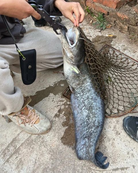 大口鲶鱼怎么钓_大口鲶鱼钓法技巧-第2张图片-山城妙识