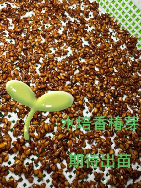 香椿籽图片_香椿籽怎么种植-第2张图片-山城妙识 香椿籽图片_香椿籽怎么种植-第2张图片-山城妙识