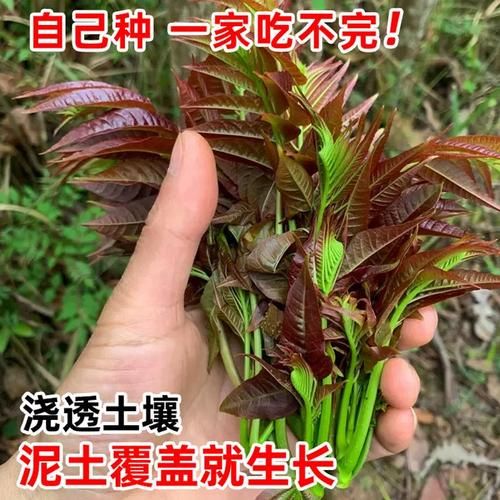 香椿籽图片_香椿籽怎么种植-第3张图片-山城妙识 香椿籽图片_香椿籽怎么种植-第3张图片-山城妙识