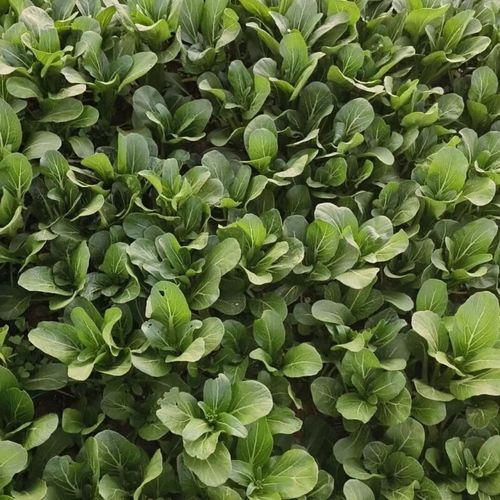 菜心和芥蓝的区别_哪个更好吃-第1张图片-山城妙识